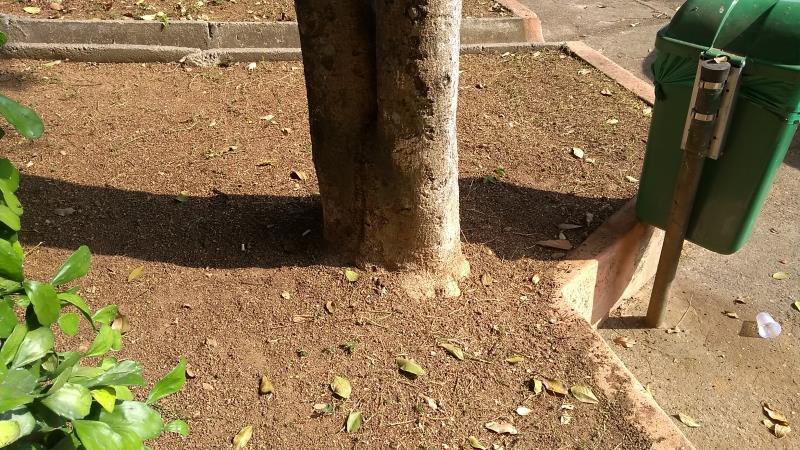 Árvore 293 - Árvores